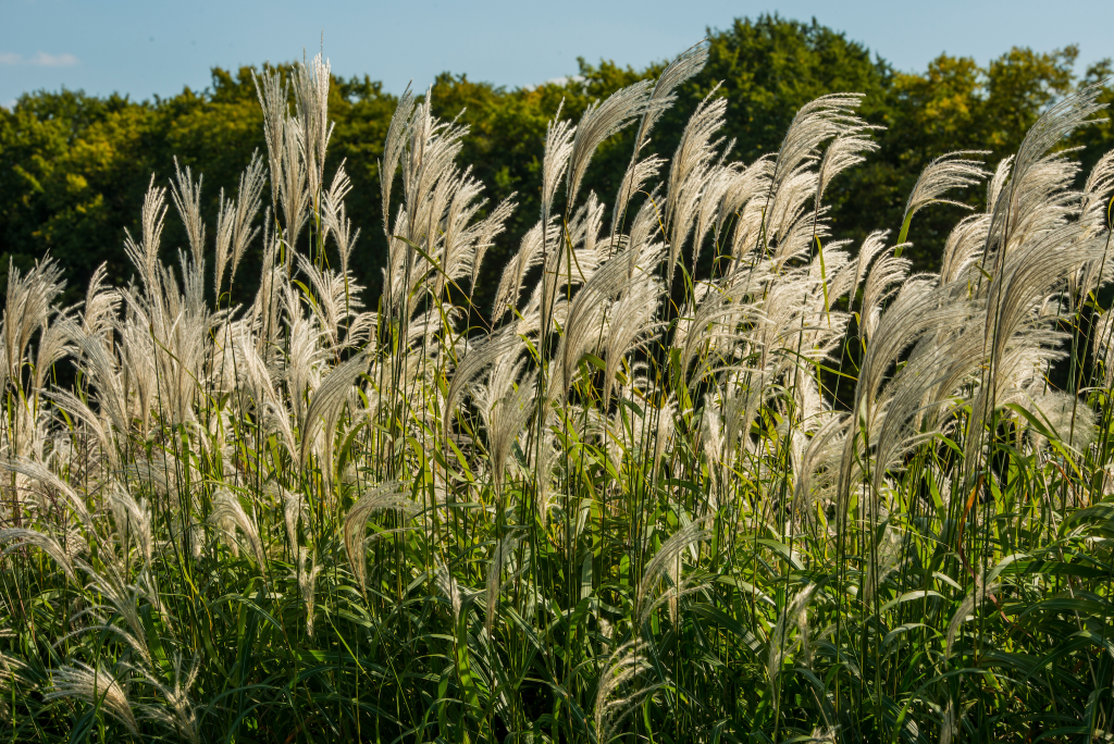 City Deal inspireert Nationale Aanpak Biobased Bouwen - Agendastad